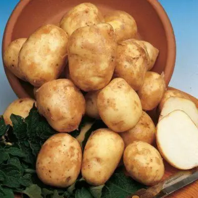 Todas as informações sobre a fitoofluorose de batatas 