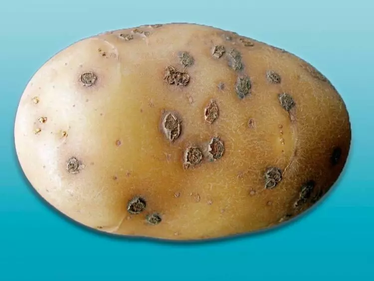 Toutes les informations sur la phytophluorose des pommes de terre de 