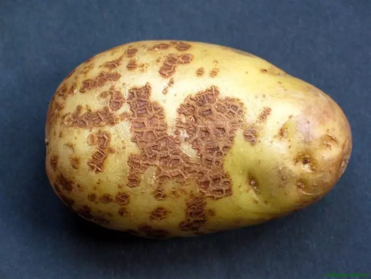 關於土豆的植物孔植物從“A”到“I”的所有信息。對這種疾病進行抗性 1006_4