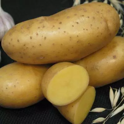 Všetky informácie o fytoofluoróze zemiakov z 