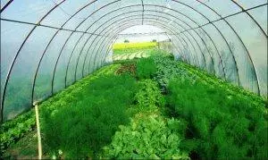 Dill and Parsley: How to grow in a greenhouse and achieve good yield in winter? 1156_1