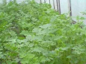 Dill and Parsley: How to grow in a greenhouse and achieve good yield in winter? 1156_3