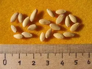 Alle Geheimnisse der Vorbereitung von Gurken-Samen zu Sämlingen: So sortieren und verwerfen, Desinfektion, Keimung und Abschreckung 1307_1