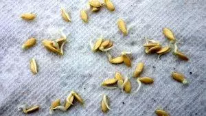 Alle Geheimnisse der Vorbereitung von Gurken-Samen zu Sämlingen: So sortieren und verwerfen, Desinfektion, Keimung und Abschreckung 1307_2