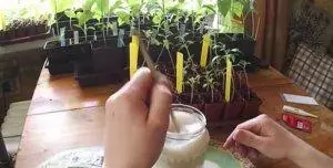 Recipes of preparation and instructions for applying the feeding of tomatoes seedlings and pepper yeast