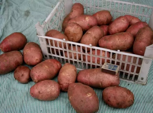 Beliebt, lecker, unprätentiös - Kartoffeln 