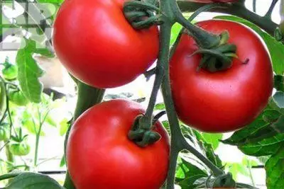 Excellent Salad Grade of Tomatoes Premier: Description, Features, Features of Growing