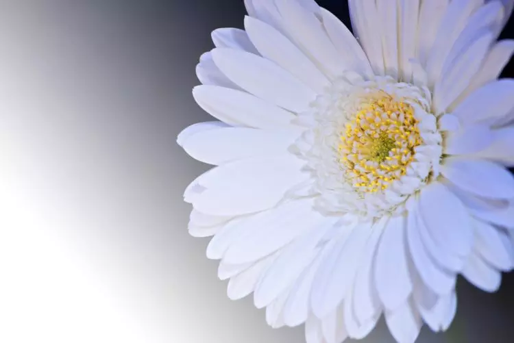 Seznámit se s jemným květem - bílá gerbera!