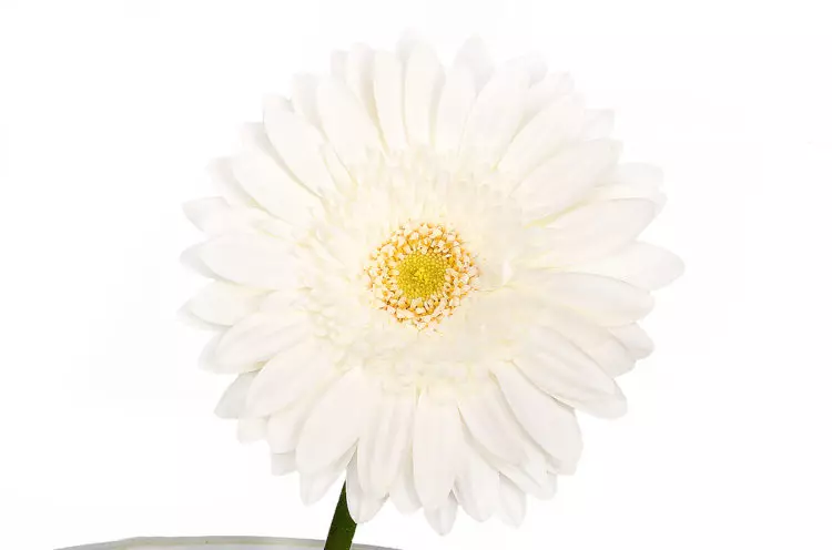 Fiți familiarizați cu o floare blândă - Gerbera albă! 2313_2