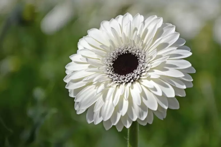 Fiți familiarizați cu o floare blândă - Gerbera albă! 2313_3