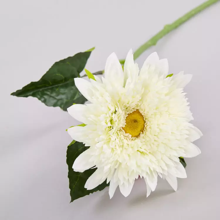 Get acquainted with a gentle flower - White Gerbera! 2313_4