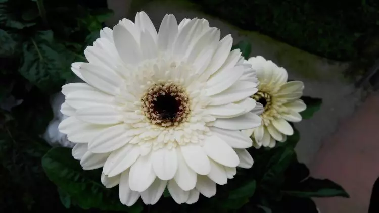 Fiți familiarizați cu o floare blândă - Gerbera albă! 2313_5