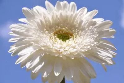 Fiți familiarizați cu o floare blândă - Gerbera albă! 2313_6