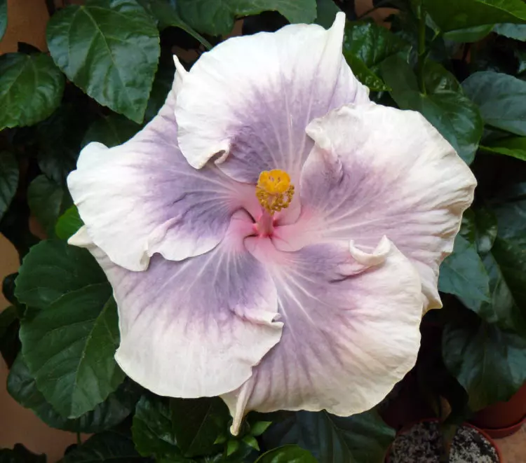 Vše, co potřebujete vědět o Hibiscus White: Fotografie odrůd, zvláštnosti péče a reprodukce