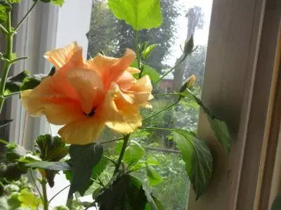 The dream of a Chinese rose with a lush crown is real! How to crop hibiscus room right? 2354_4