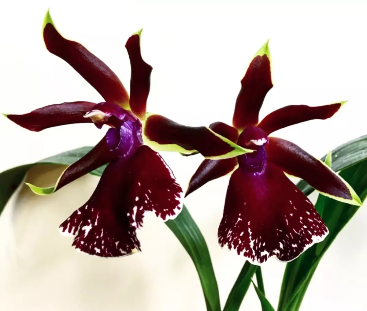Rare and bright - red orchids. Varieties, grade subtlety and care rules 2512_1