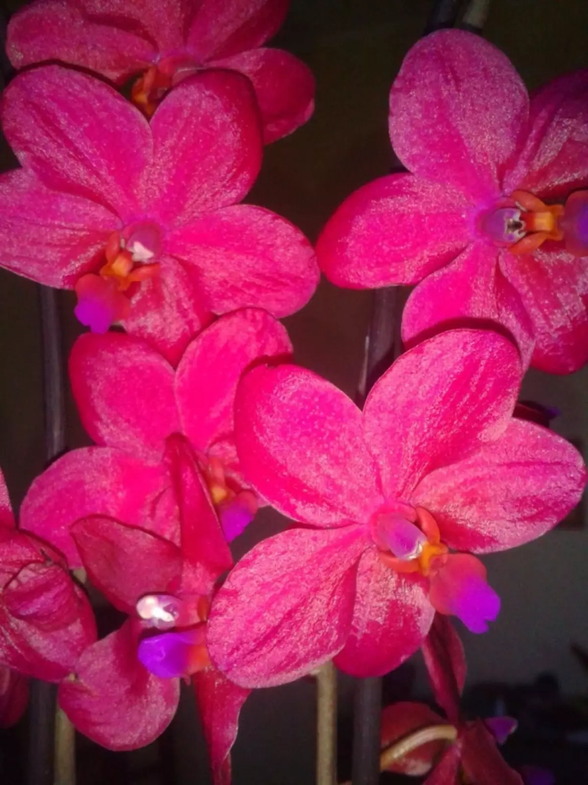 Rare and bright - red orchids. Varieties, grade subtlety and care rules 2512_2