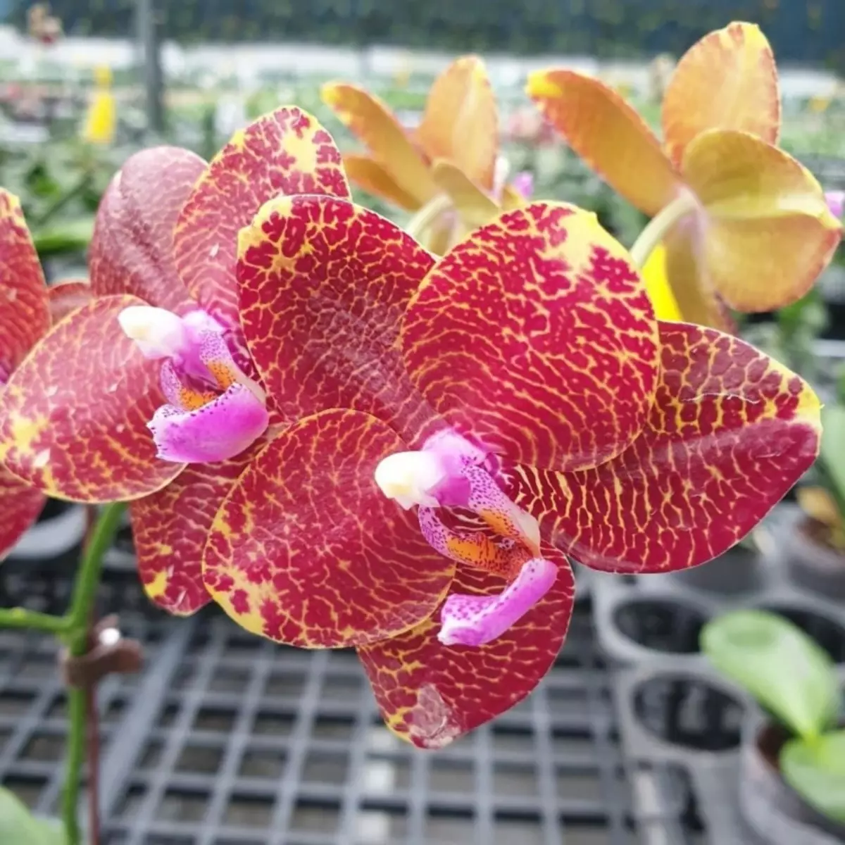 Rare and bright - red orchids. Varieties, grade subtlety and care rules 2512_3