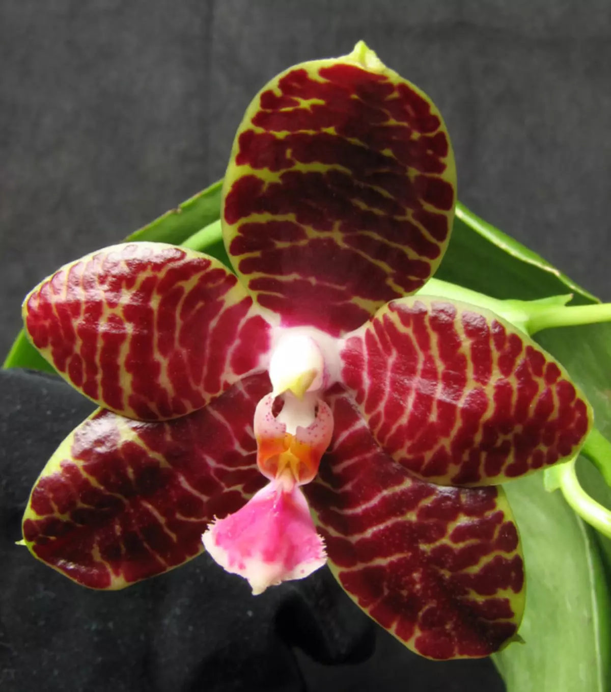 Rare and bright - red orchids. Varieties, grade subtlety and care rules 2512_4