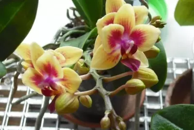 Ist es möglich, die blühende Orchidee zu transplantieren und wie es geht? Profis, Minus und Nuancen des Verfahrens 2564_1