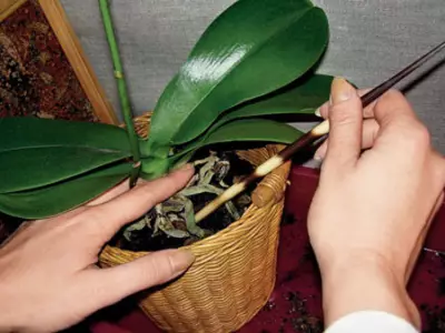 Ist es möglich, die blühende Orchidee zu transplantieren und wie es geht? Profis, Minus und Nuancen des Verfahrens 2564_3