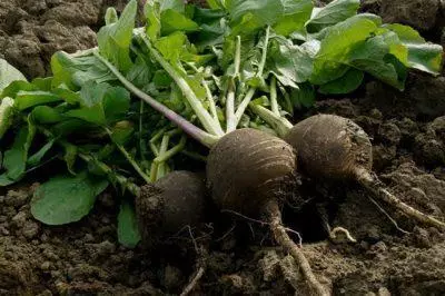Secrets and fineness of growing black radish in open ground 3027_1