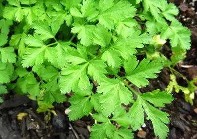 How to get a good parsley harvest? Where to plant a plant and other useful recommendations