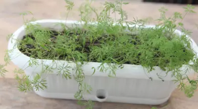 Greens all year round. Features of growing dill from seeds on the windowsill