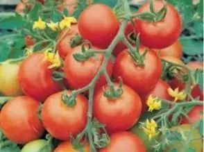 Troubleshide and yield tomato "Snowfall" F1 - Description of the variety, origin, peculiarities of growing