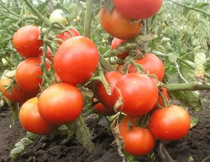 High yield with Tomato "Dubok": Characteristic and description of varieties, photos, features of cultivation of tomatoes