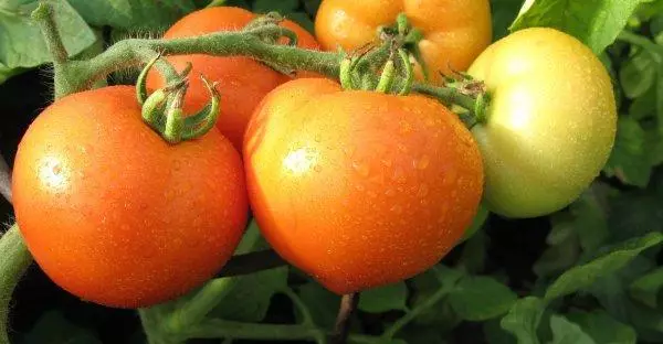 Characteristics and description of the well-proven variety of Tomato 
