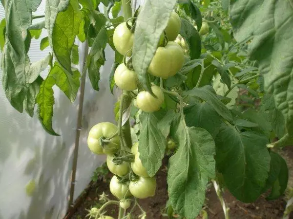 Characteristics and description of the well-proven variety of Tomato 