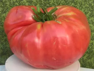 Popis udržitelných rajčatových onemocnění stupně "Cukrová obra": pěstování a fotky rajčat