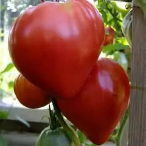 Rosa Classic in Ihrem Gewächshaus - Beschreibung der Vielfalt der Tomaten "Kardinal"