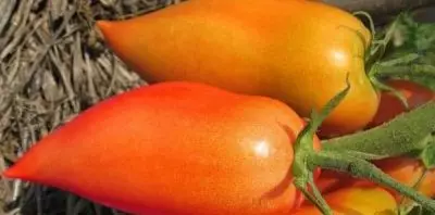 Riesige unter den Tomaten "Onkel Steea": Beschreibung und Geheimnisse wachsender Sorten