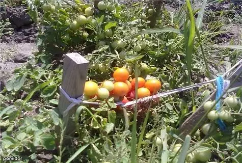 Vintage lahodné rajče bez velkých problémů - rajče "kalca malinka": popis odrůdy, jeho výhody a nevýhody