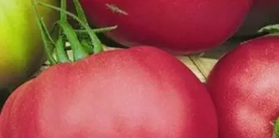 Ein einzigartiger Hybrid aus den Niederlanden - Tomaten "Pink Unicum": eine Beschreibung der Vielfalt und Fotos
