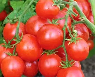 The variety of Tomato "Alpha" is a reckless, superrand tomato, description and characteristics