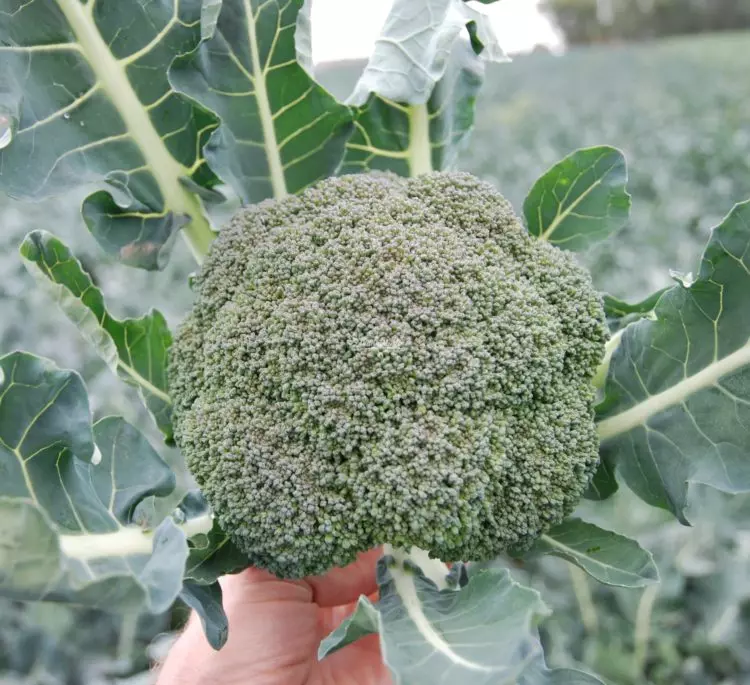 Secretele varză de broccoli în creștere în sol deschis. Sfaturi pentru îngrijirea corectă, Foto 4245_1