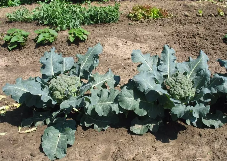 Secretele varză de broccoli în creștere în sol deschis. Sfaturi pentru îngrijirea corectă, Foto 4245_2