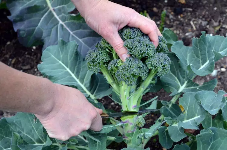 Secretele varză de broccoli în creștere în sol deschis. Sfaturi pentru îngrijirea corectă, Foto 4245_3