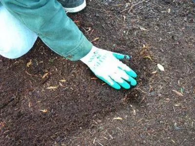 Secretele varză de broccoli în creștere în sol deschis. Sfaturi pentru îngrijirea corectă, Foto 4245_5