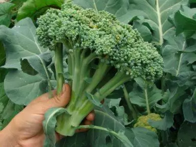 Secretele varză de broccoli în creștere în sol deschis. Sfaturi pentru îngrijirea corectă, Foto 4245_6