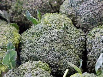Secretele varză de broccoli în creștere în sol deschis. Sfaturi pentru îngrijirea corectă, Foto 4245_7