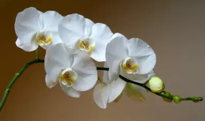 Amazing orchid phalaenopsis - description, views, photos. How to grow flower at home?