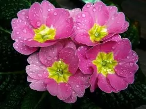 Primula Garden - jeden z krásných trvalek