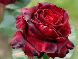 Péče o růže v zahradě. Jak pěstovat růžový bush sám? 5106_1