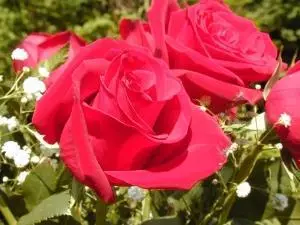 Péče o růže v zahradě. Jak pěstovat růžový bush sám? 5106_8