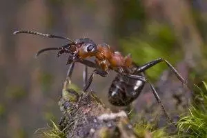 Lesní a zahradní mravence: Druhy, rysy, škody a přínosy