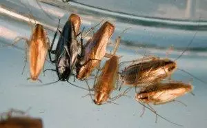 Vše o tom, jak jsou švábi a užitečné tipy na prevenci rychlé reprodukce násobeno